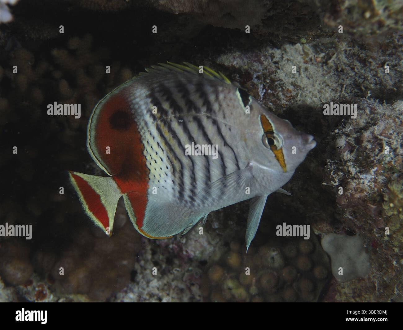 Red Sea butterflyfish (Chaetodon paucifasciatus Stock Photo - Alamy