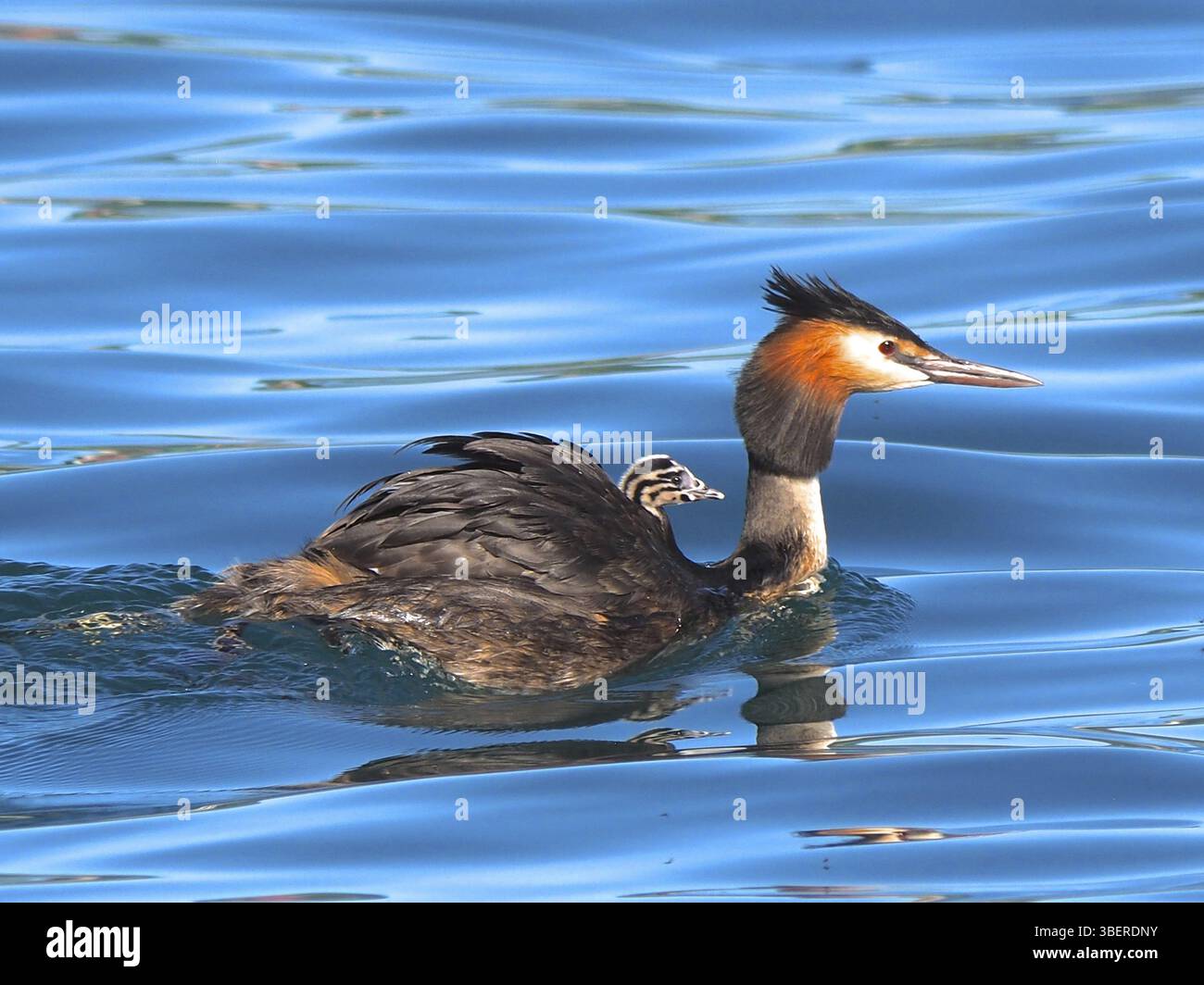 Great crested grebe with downy chicks (Podiceps cristatus Stock Photo ...