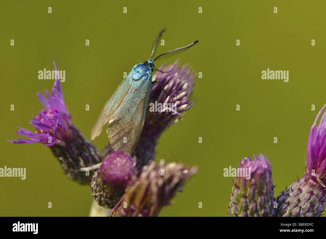 Dock green forester (Green forester Stock Photo - Alamy