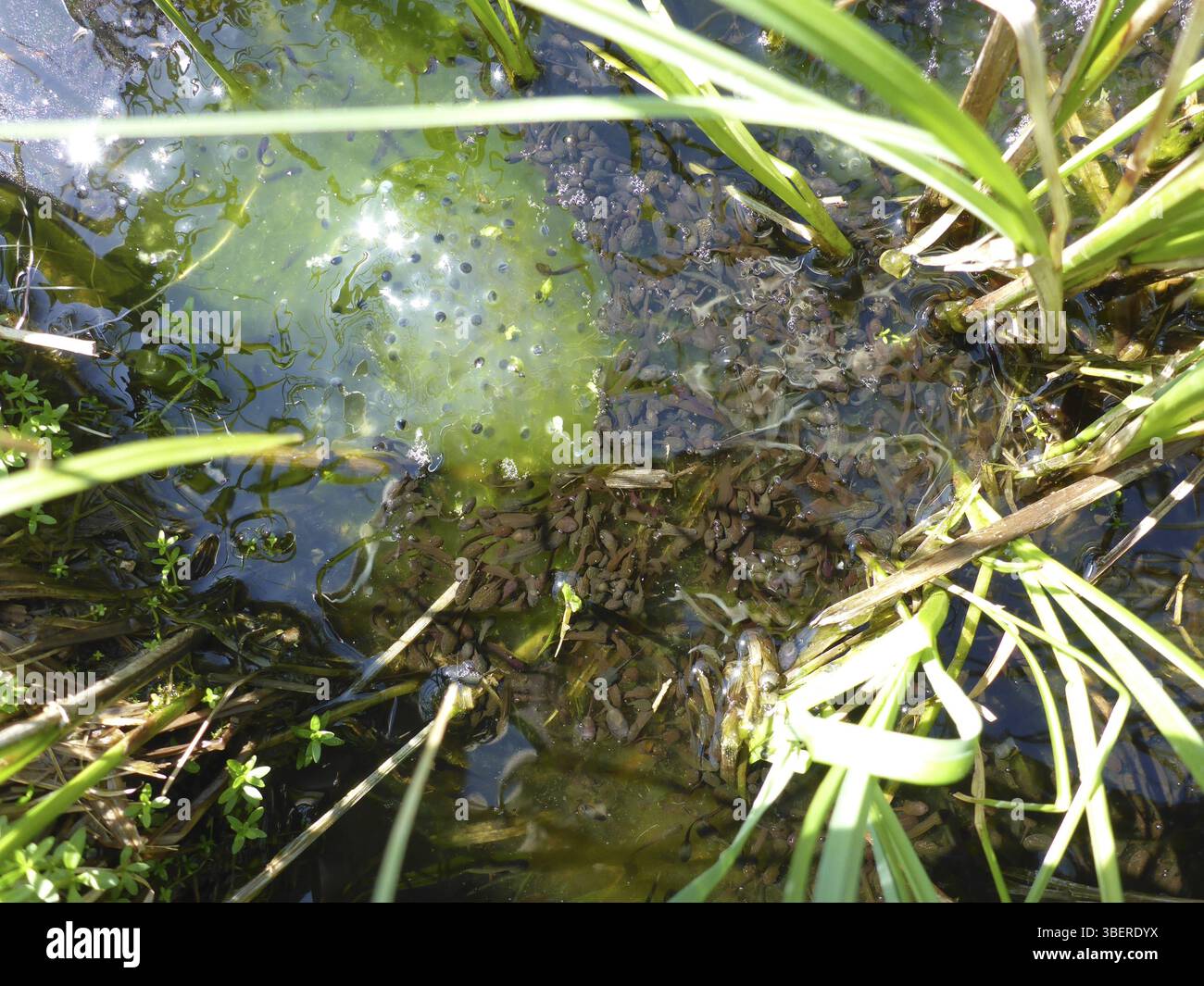 Tadpoles and frogspawn from the Common Frog Stock Photo - Alamy