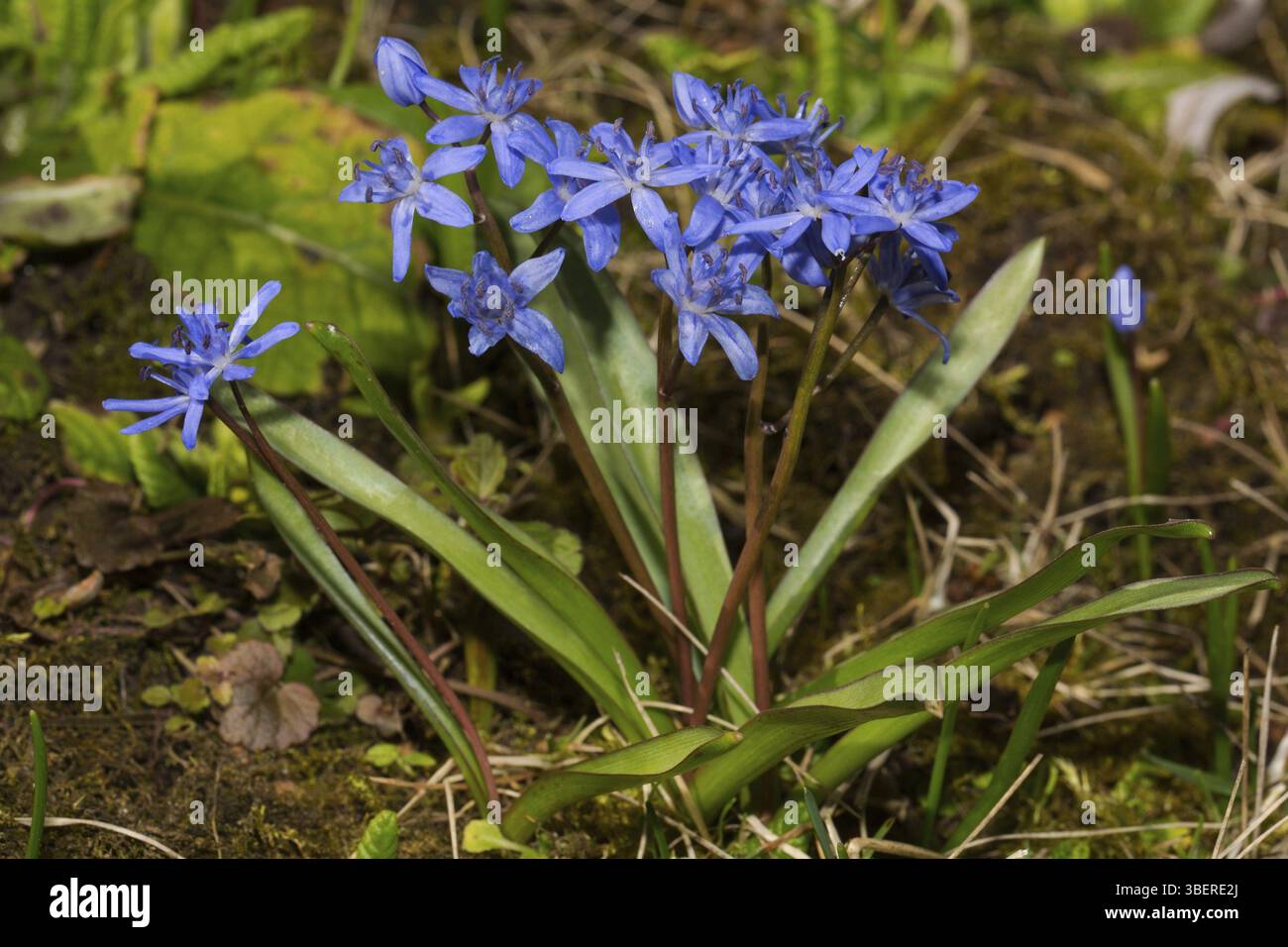 Alpine squill (Scilla bifolia Stock Photo - Alamy