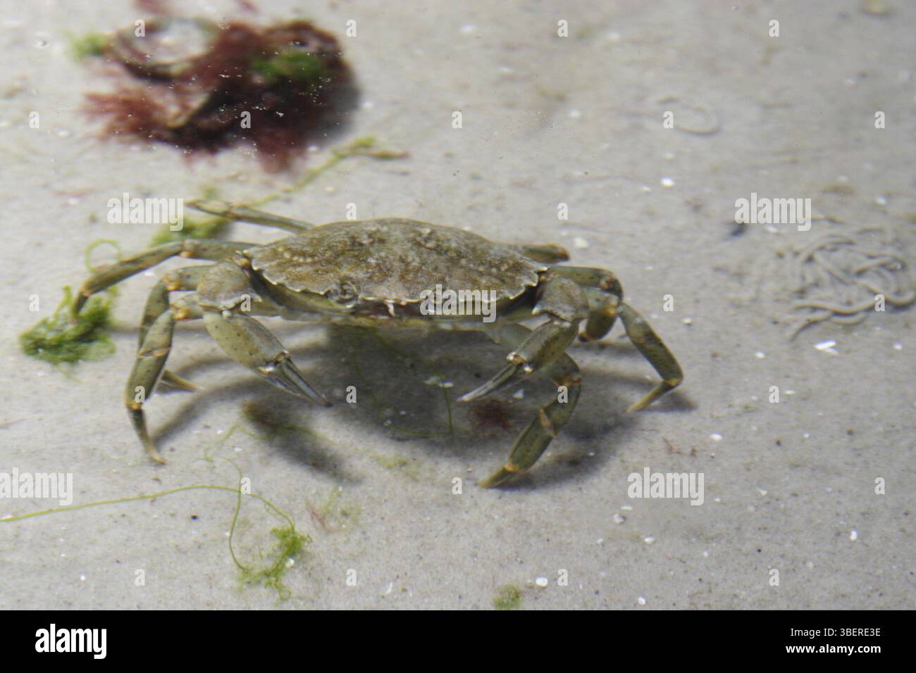 Common shore crab (Carcinus maenas Stock Photo - Alamy