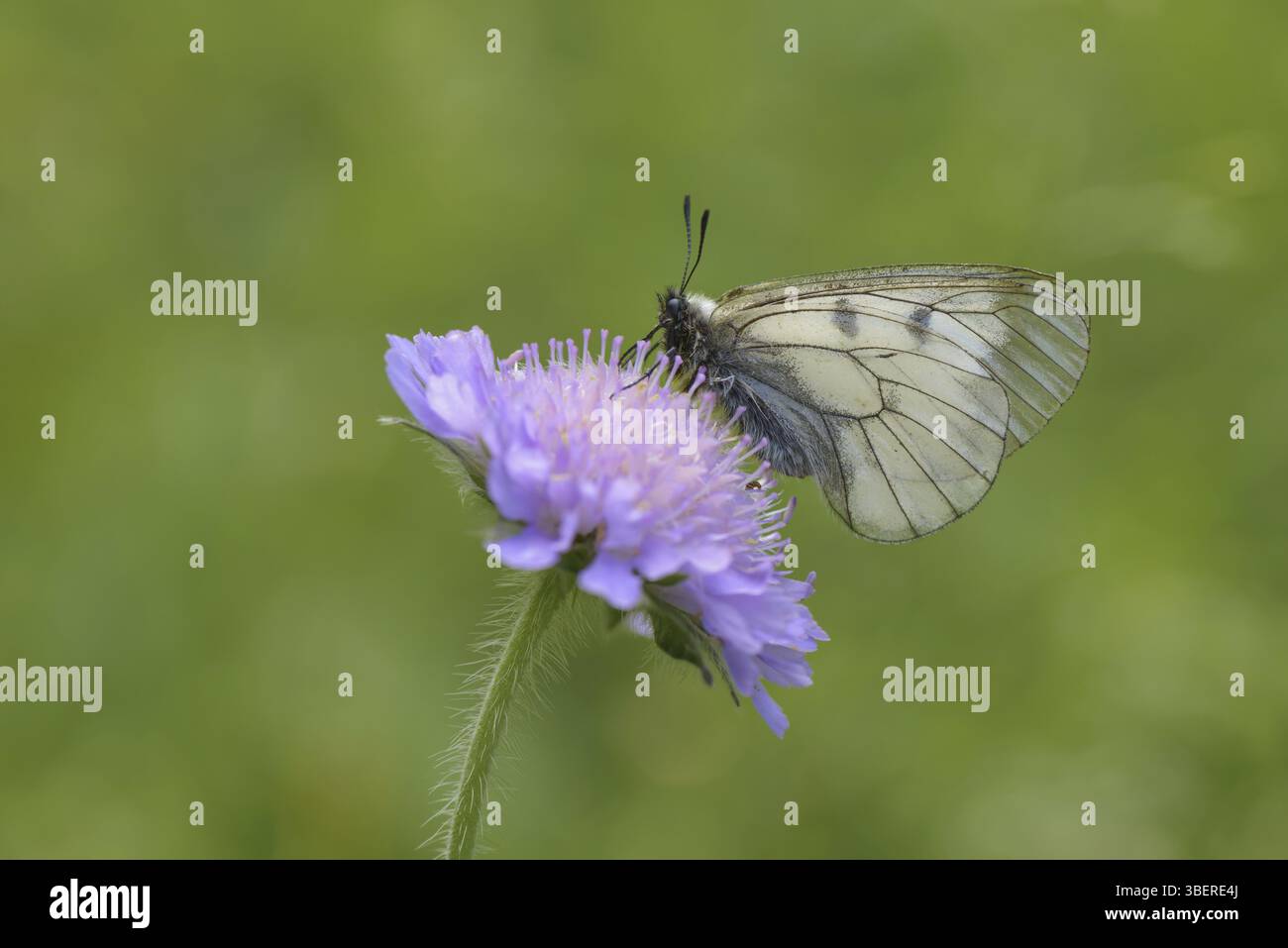 Clouded Apollo (Parnassius mnemosyne ssp. hassicus Stock Photo - Alamy