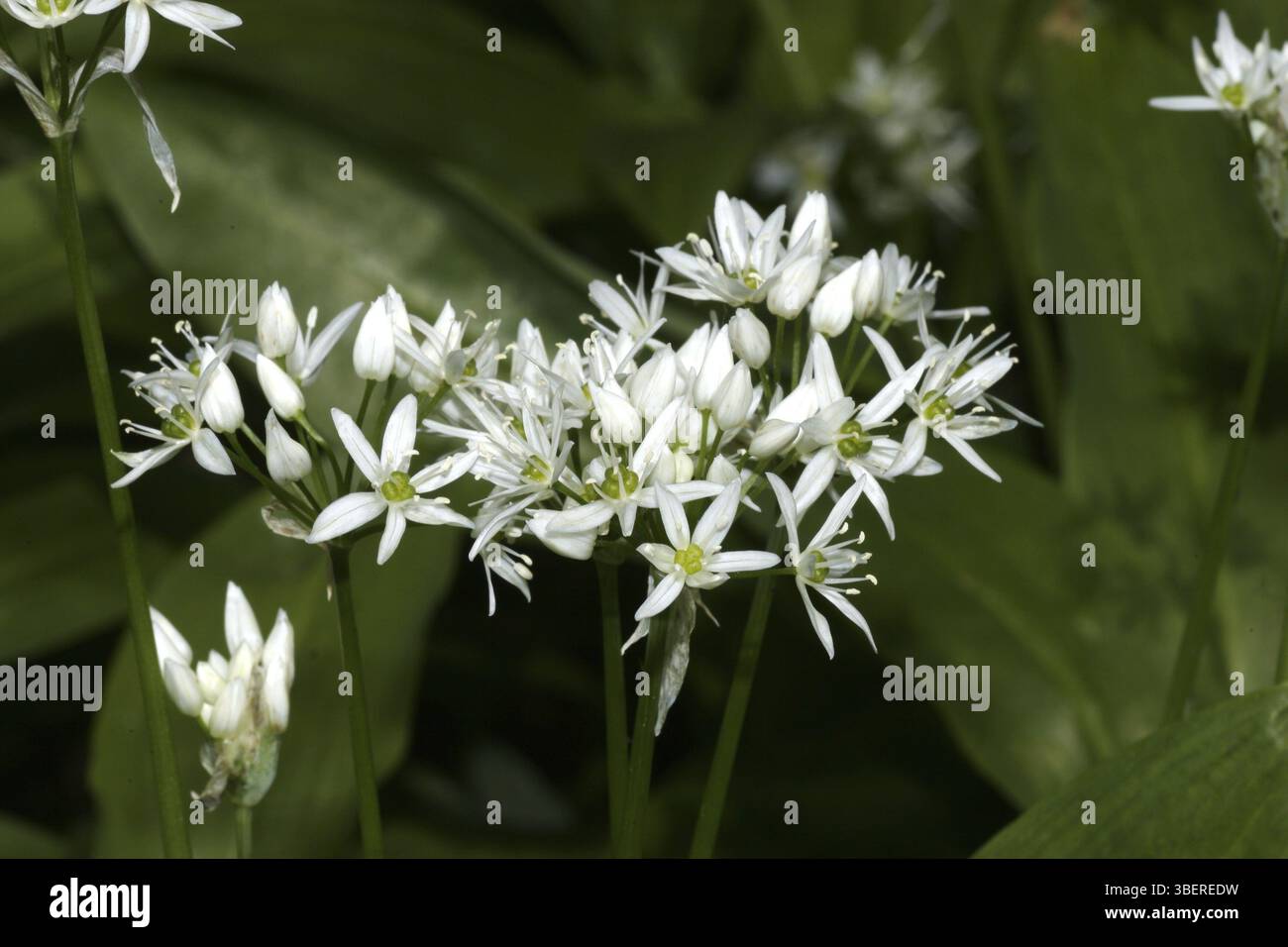 Wild garlic (Allium ursinum Stock Photo - Alamy