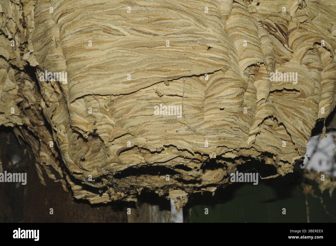 Hornet nest (Vespa crabo Stock Photo - Alamy
