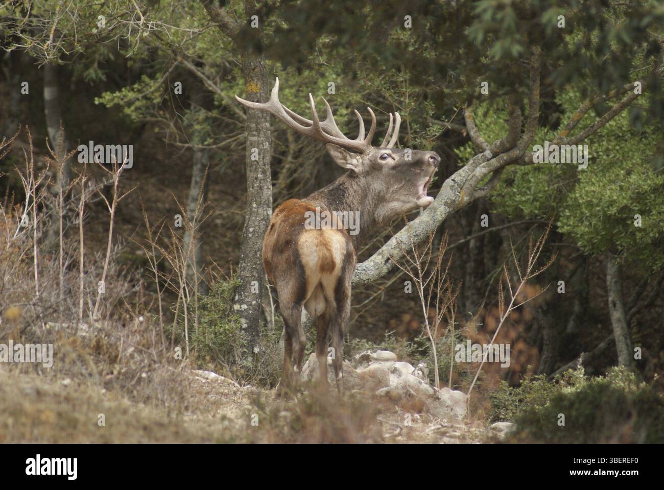 Cervus corsicanus hi-res stock photography and images - Alamy