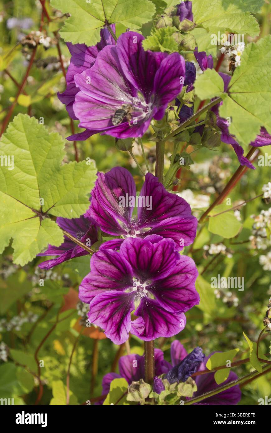 Common mallow (Malva sylvestris Stock Photo - Alamy