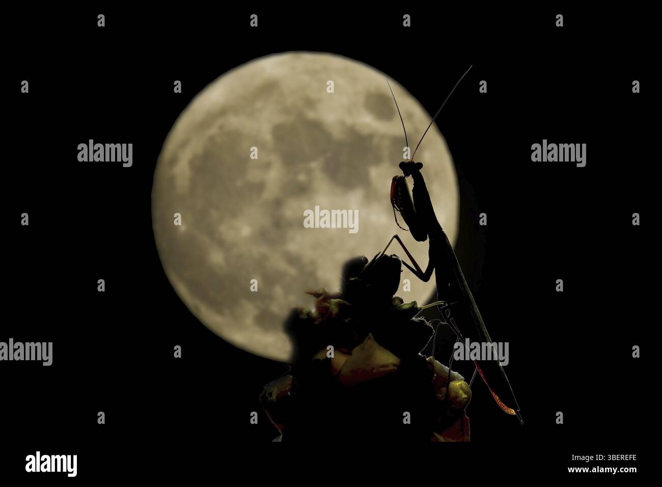Praying mantis - lurking in front of the moon (Mantis religiosa Stock ...