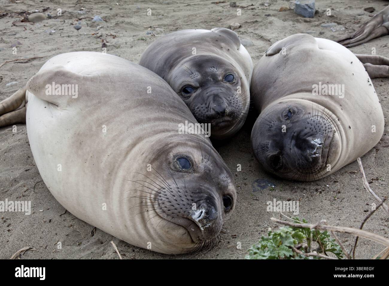 California Sea Elephants Stock Photo - Alamy