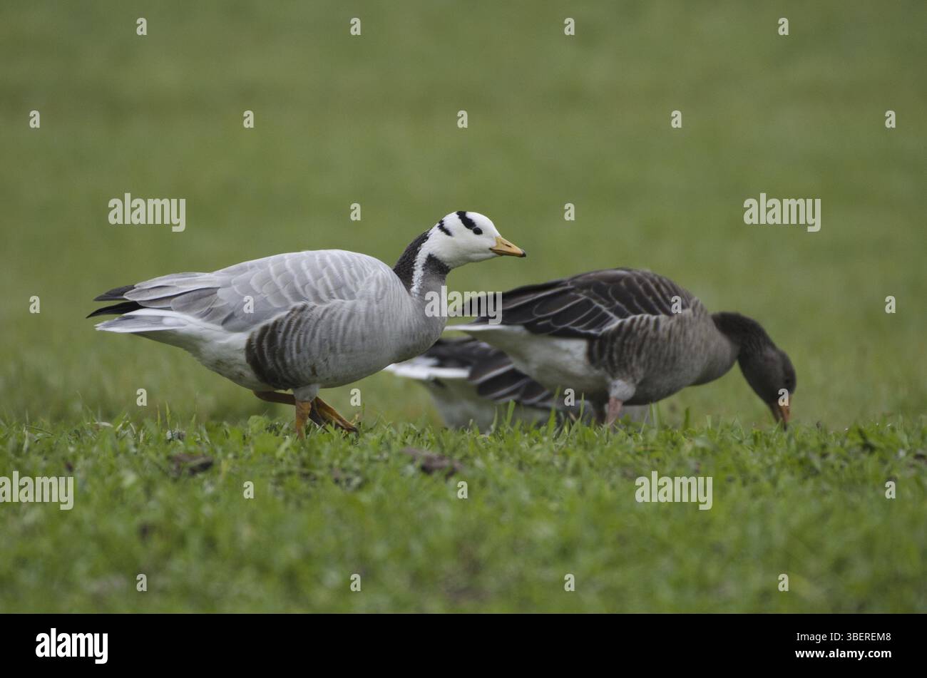 Bar headed goose flight hi-res stock photography and images - Alamy