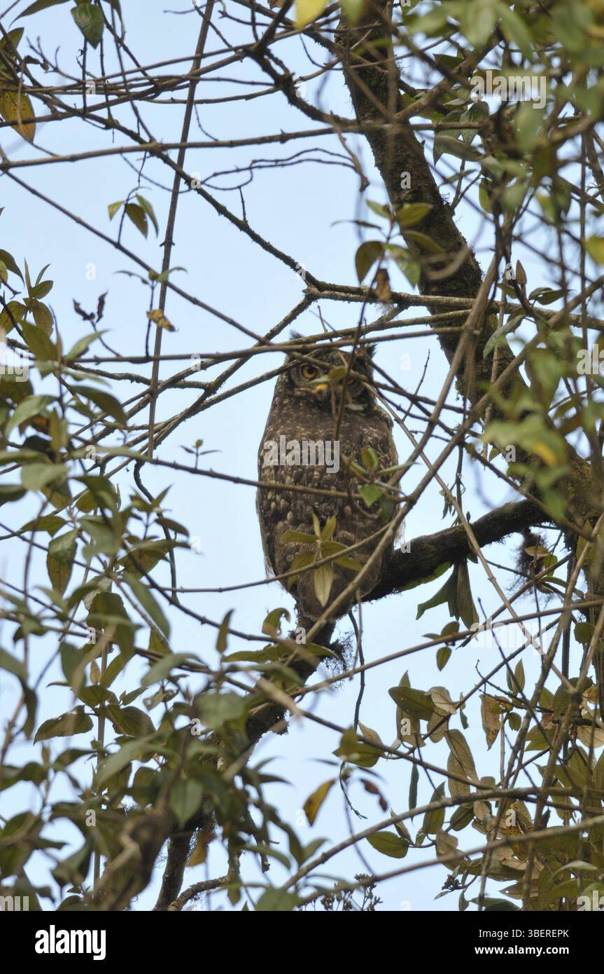 Virginia eagle owl (Bubo virginianus Stock Photo - Alamy