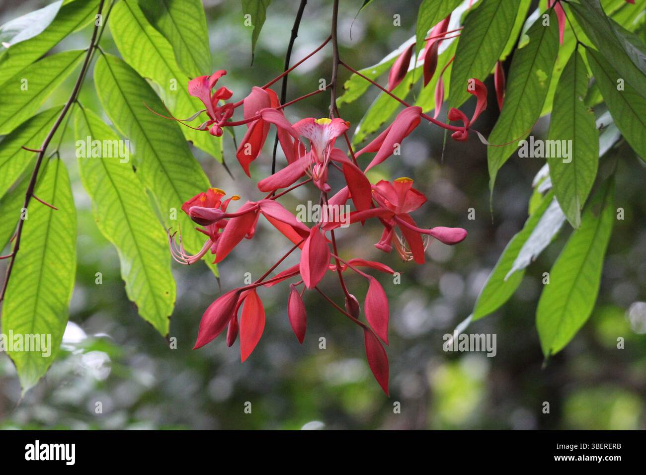Pride of burma amherstia nobilis hi-res stock photography and images ...