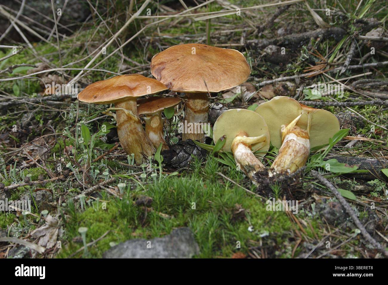 Butter boletus (Suillus luteus Stock Photo - Alamy