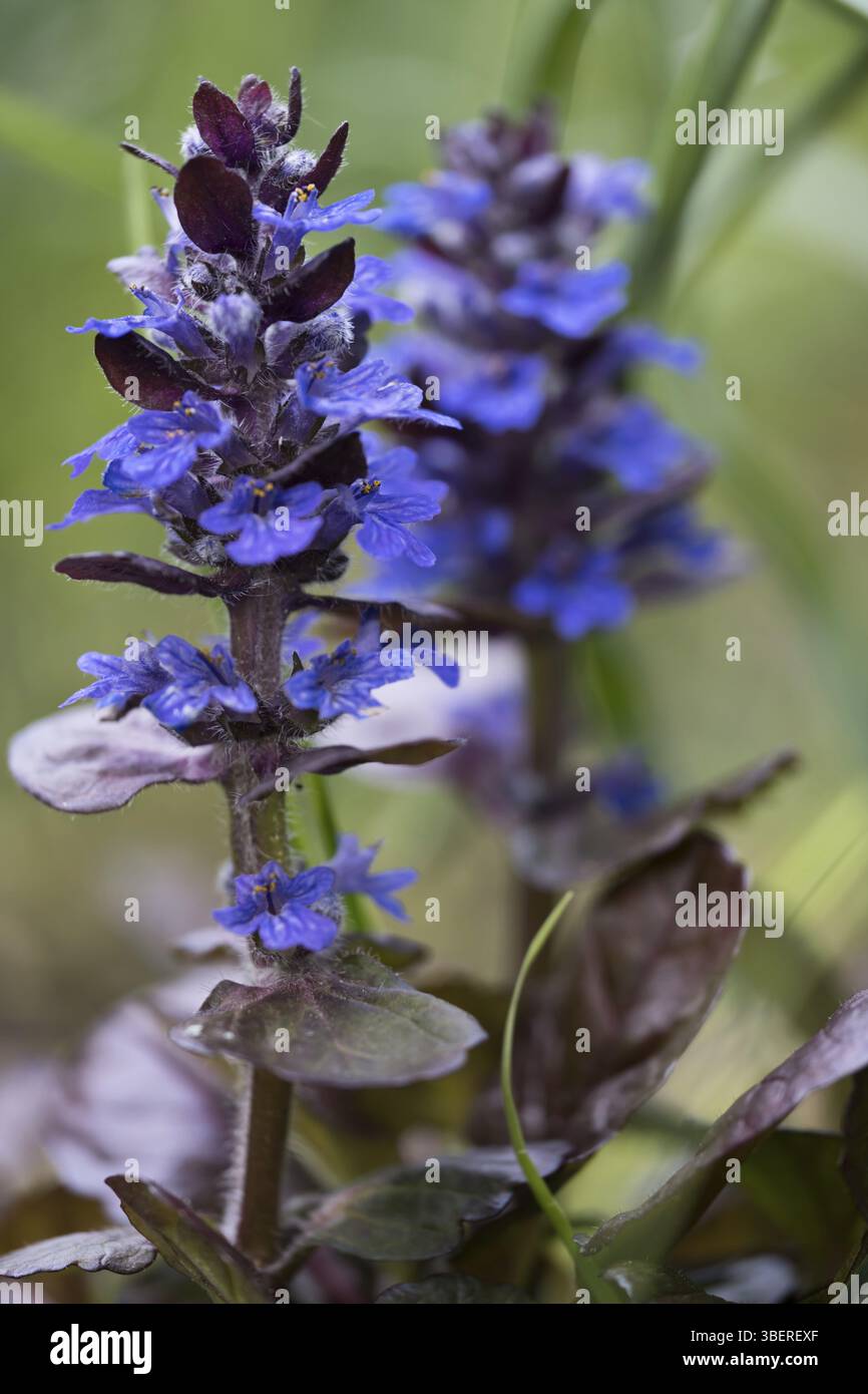 Ajuga reptans bugle medicinal plant hi-res stock photography and images ...