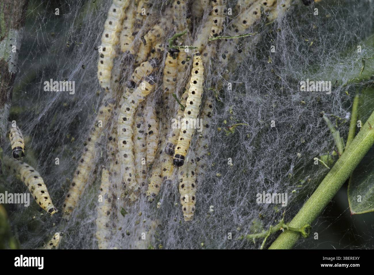 Weeping cherry moth (Yponomeuta evonymella Stock Photo - Alamy