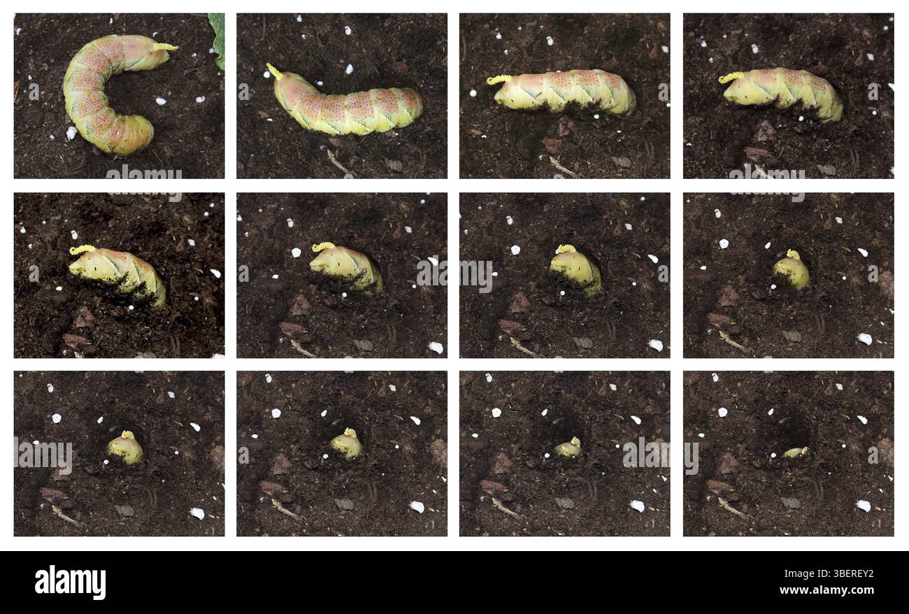 Caterpillar acherontia atropos deaths Cut Out Stock Images & Pictures ...