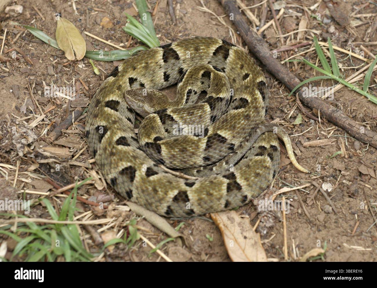 Bothrops moojeni hi-res stock photography and images - Alamy