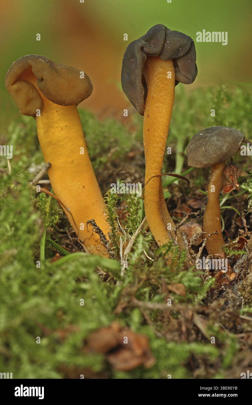 Jelly baby (Leotia lubrica Stock Photo - Alamy