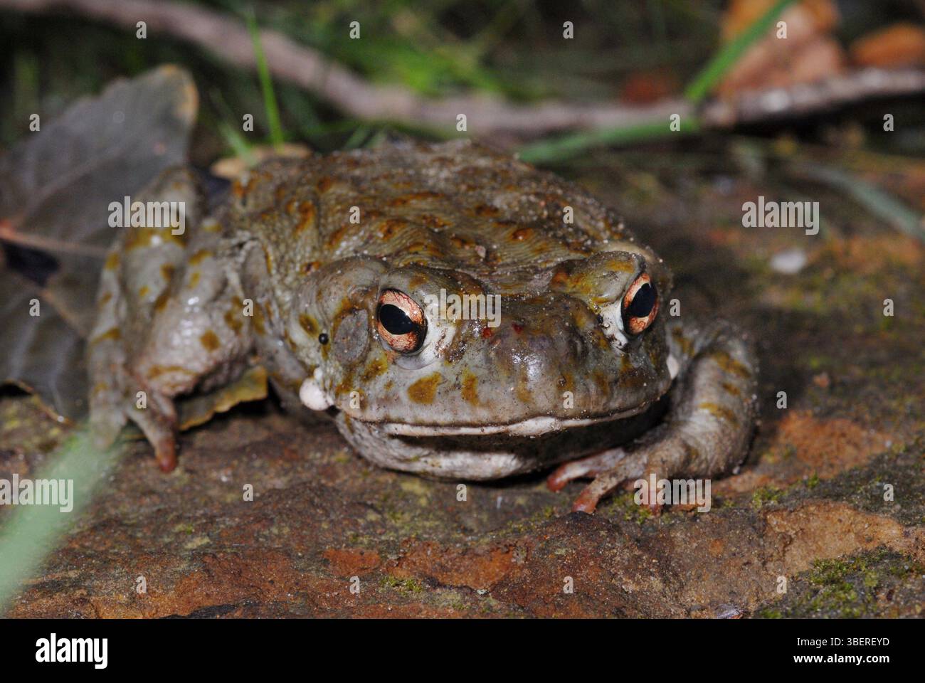 Toad venom hi-res stock photography and images - Alamy