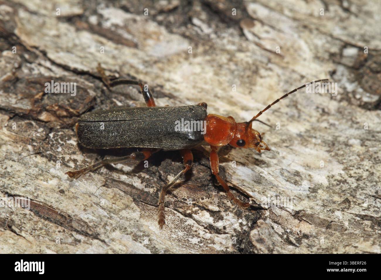 Soldier beetle (Cantharis fusca Stock Photo - Alamy