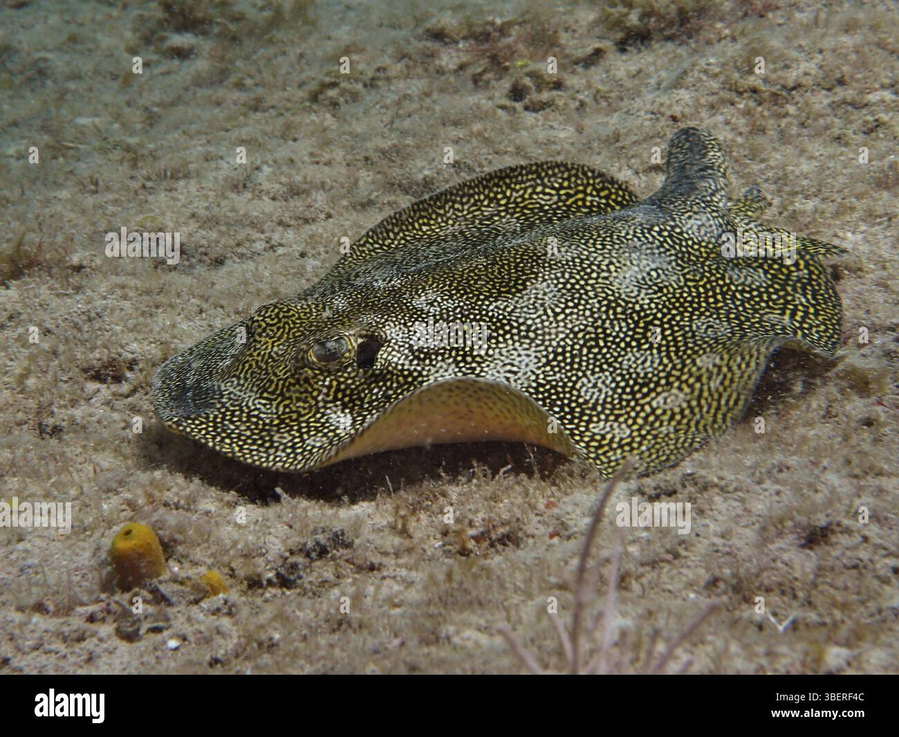 Jamaican stingray (Urobatis jamaicensis Stock Photo - Alamy