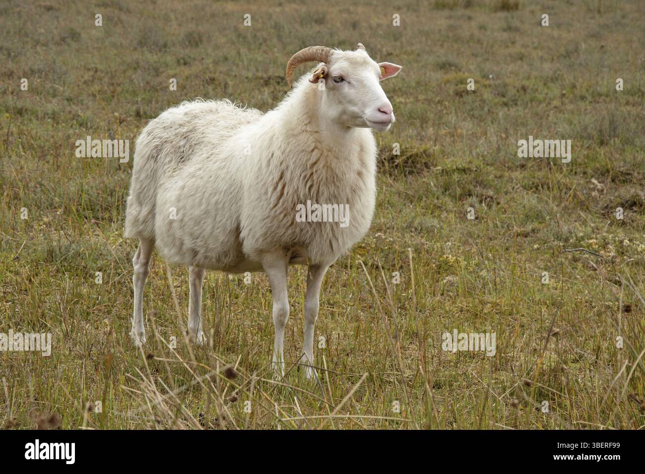 White horned Heidschnucke moorland sheep Stock Photo - Alamy