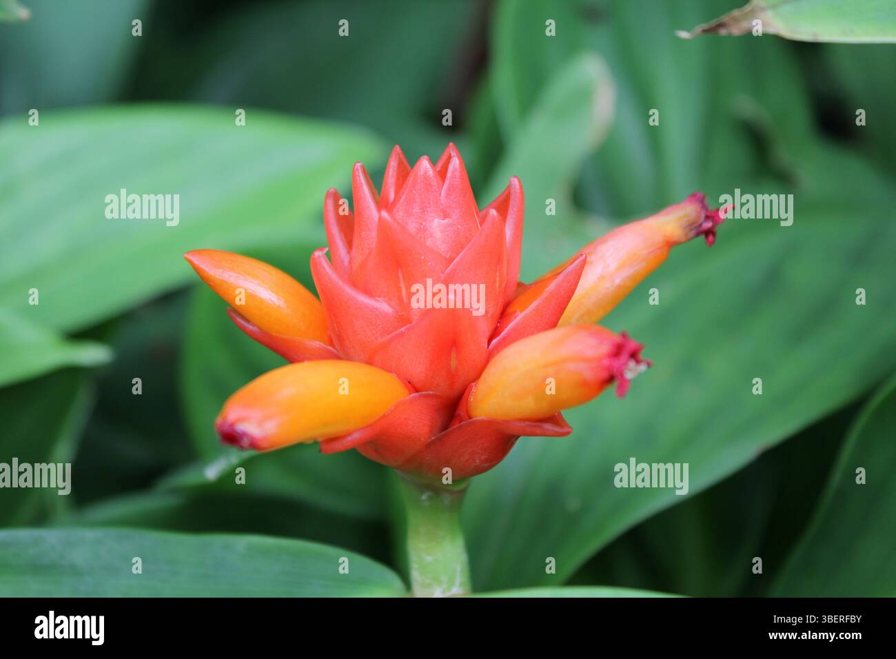 Orange costus flower on a ginger plant in a tropical garden Stock Photo ...