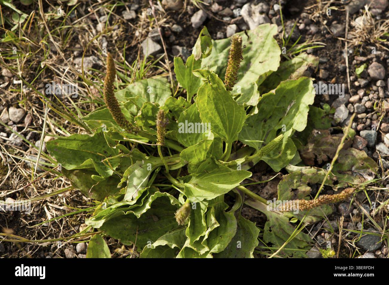 Large plantain (Plantago major Stock Photo - Alamy