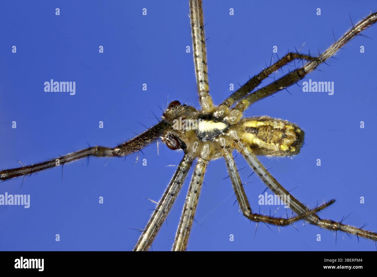 Zebra spider - male Stock Photo - Alamy