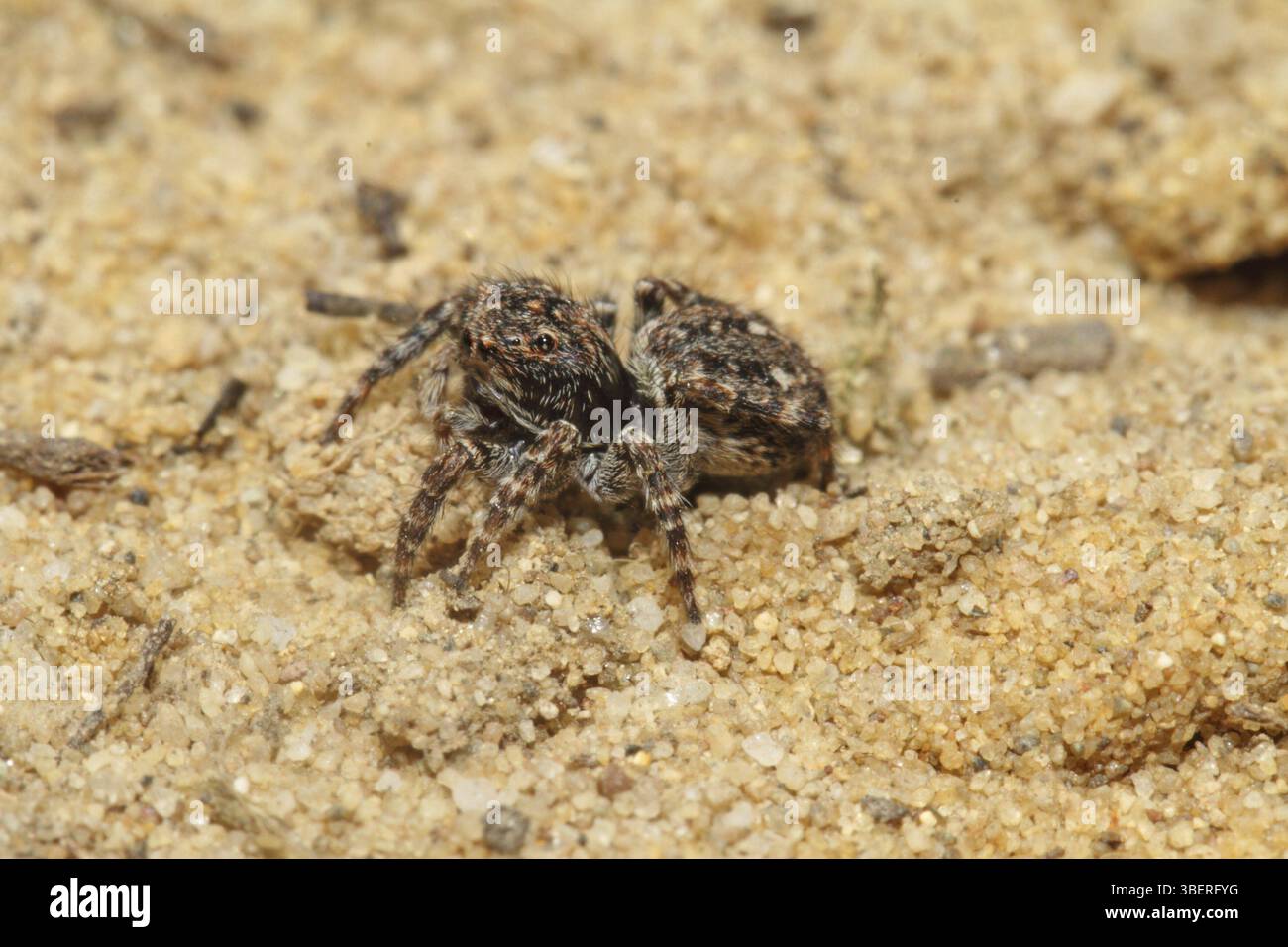 Four-spot jumping spider (Sitticus pubescens Stock Photo - Alamy