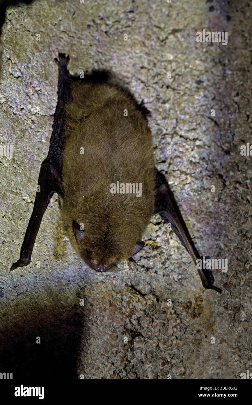 Mosquito bat (Pipistrellus pygmaeus Stock Photo - Alamy