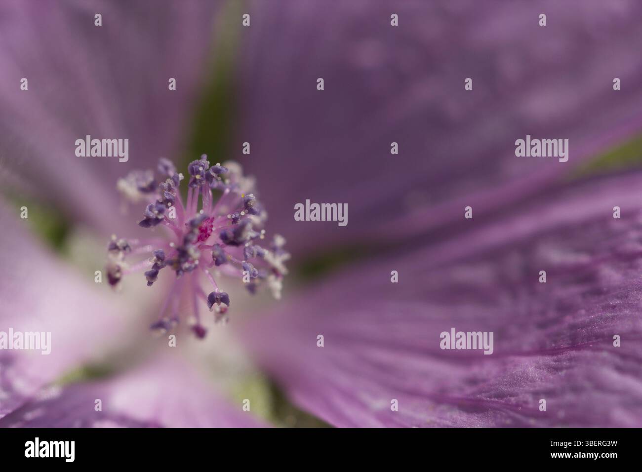 Musk mallow, Columna (Malva moschata Stock Photo - Alamy