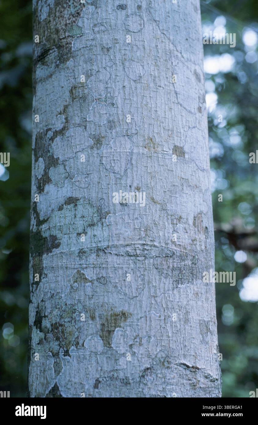 White sandalwood tree (Santalum album Stock Photo - Alamy
