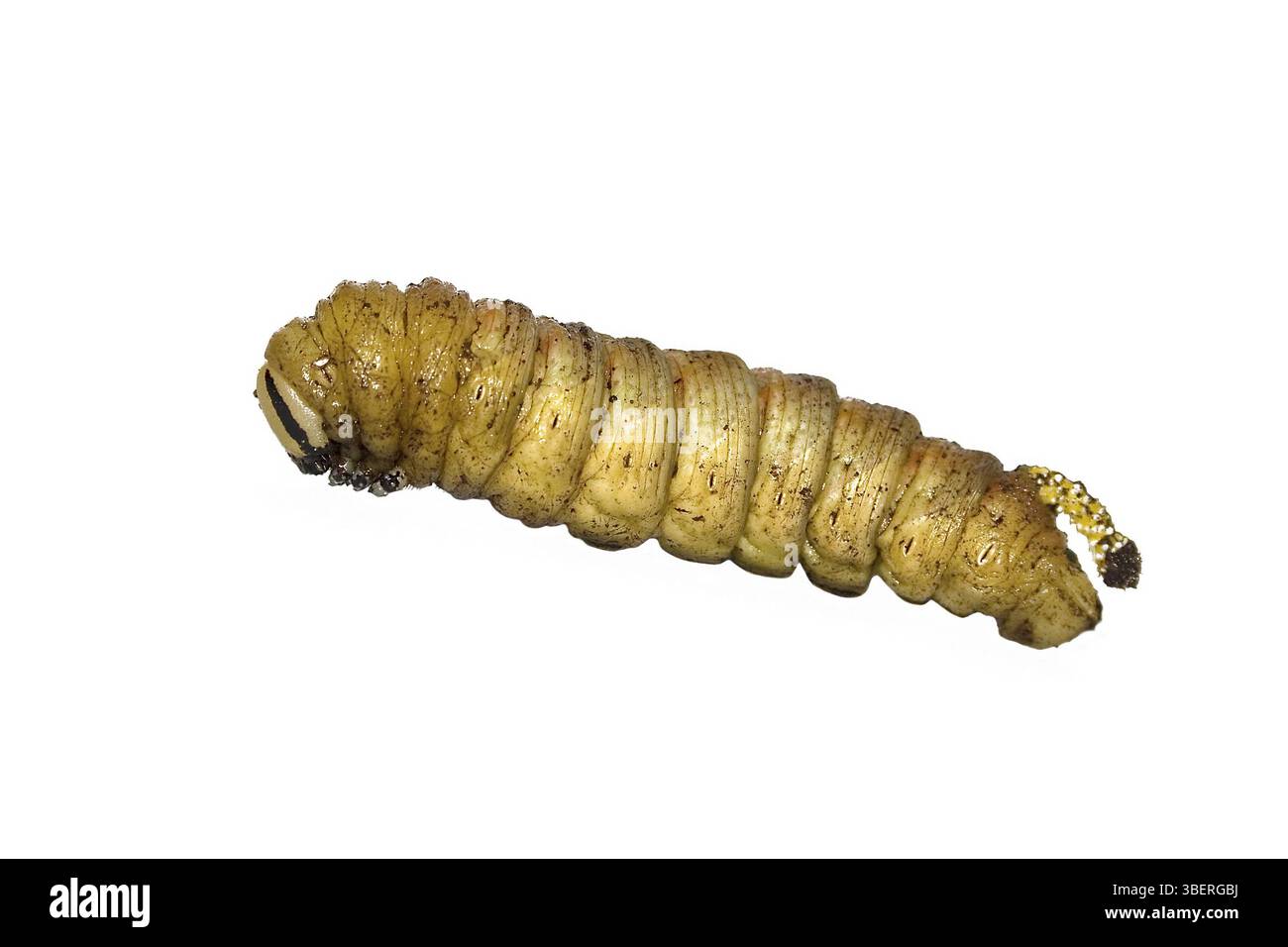 Caterpillar acherontia atropos deaths Cut Out Stock Images & Pictures ...