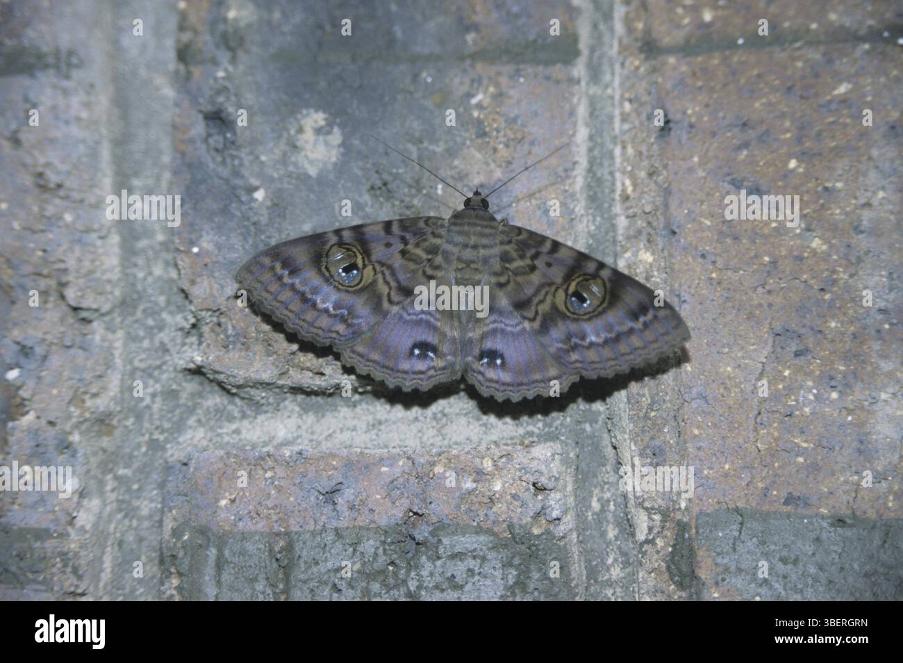 Australian moth (Lepidoptera Stock Photo - Alamy