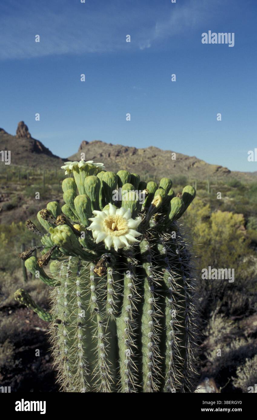 Columnar cactus (Carnegiea gigantea Stock Photo - Alamy