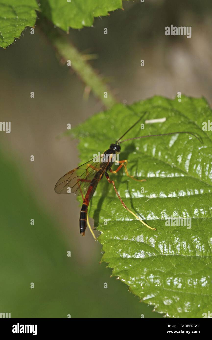Sickle wasp (Therion circumflexum Stock Photo - Alamy