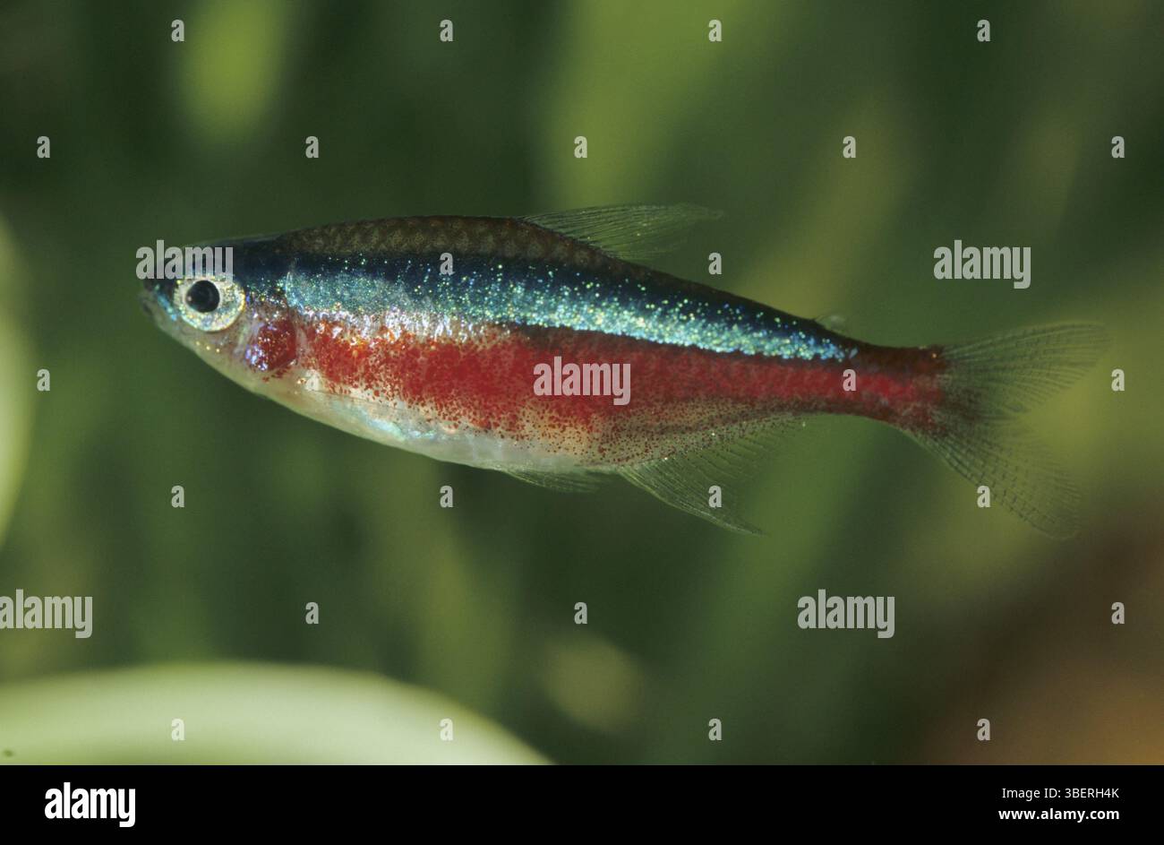Neon (Paracheirodon axelrodi Stock Photo - Alamy