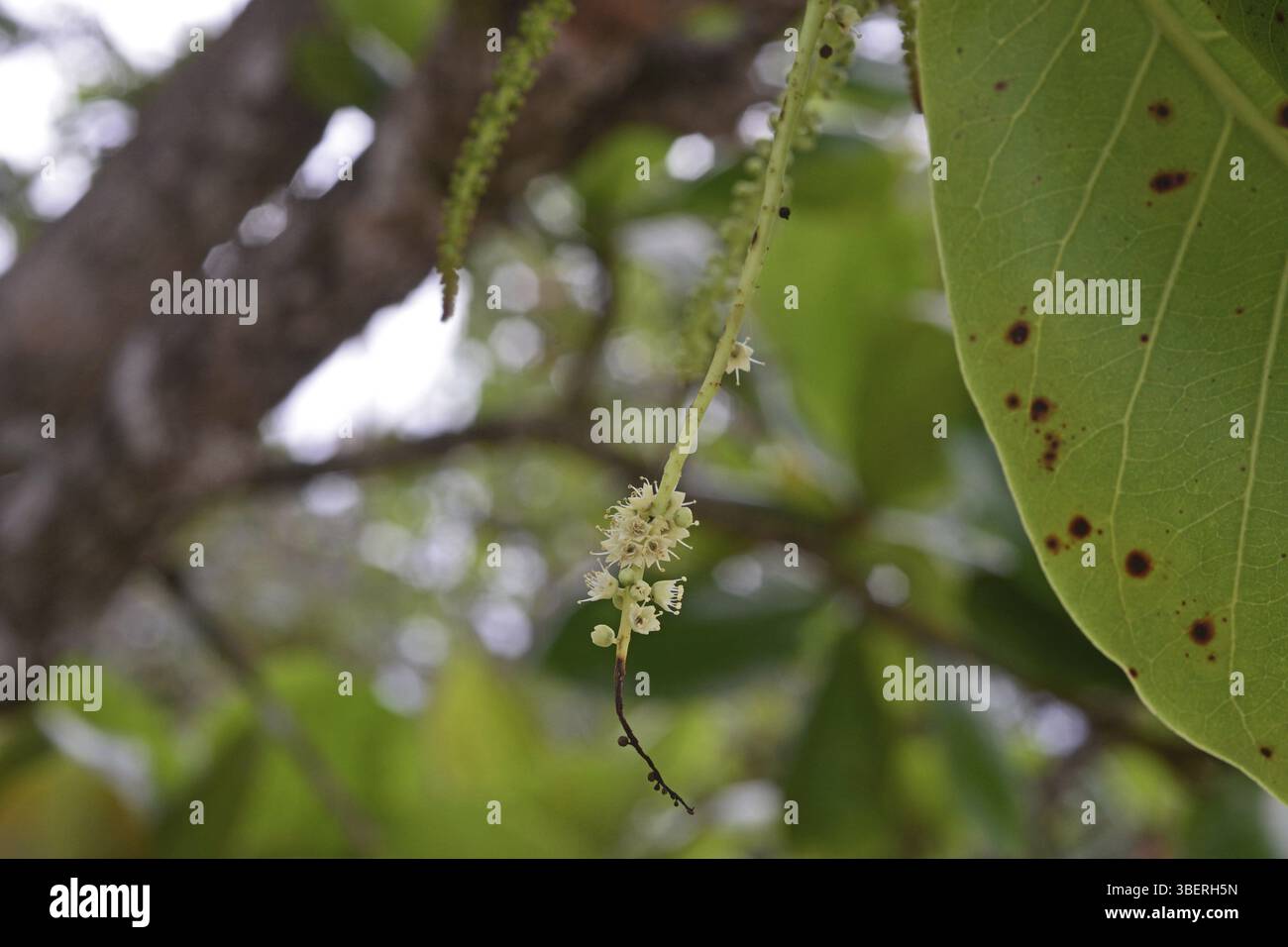 Sea grape tree (Coccoloba uvifera Stock Photo - Alamy