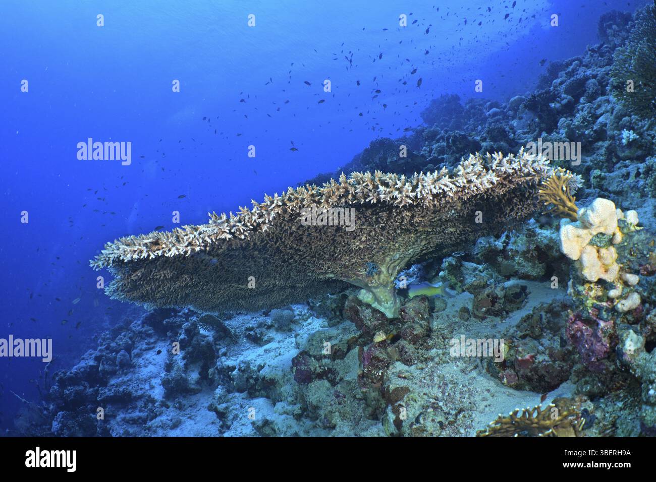 Pharaoh's antler coral (Acropora pharaonis Stock Photo - Alamy