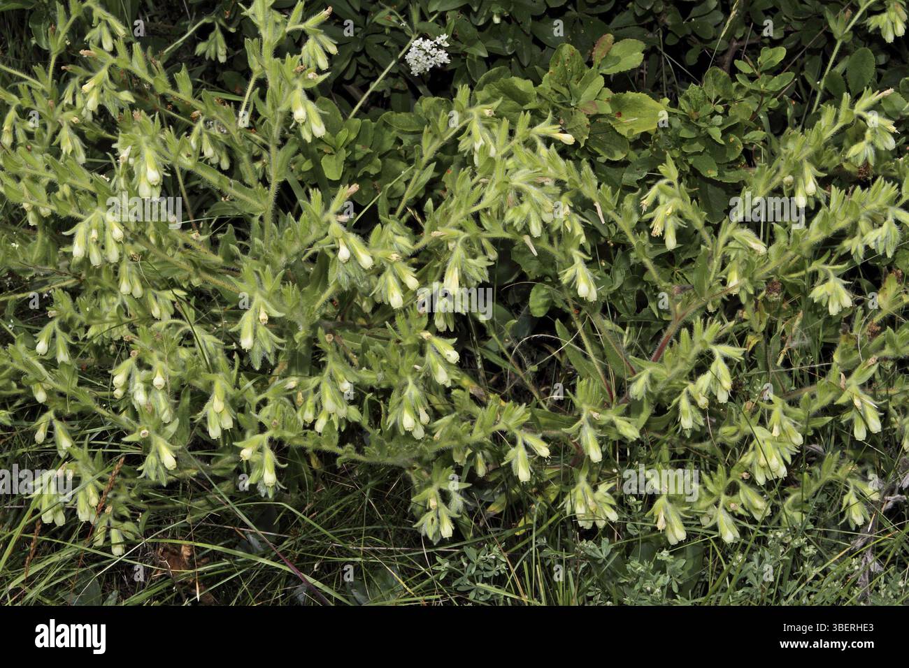 Sand lotus hi-res stock photography and images - Alamy