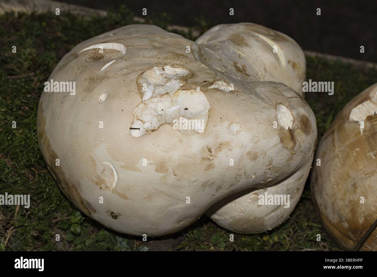 Giant bovist (Calvatia gigantea Stock Photo - Alamy