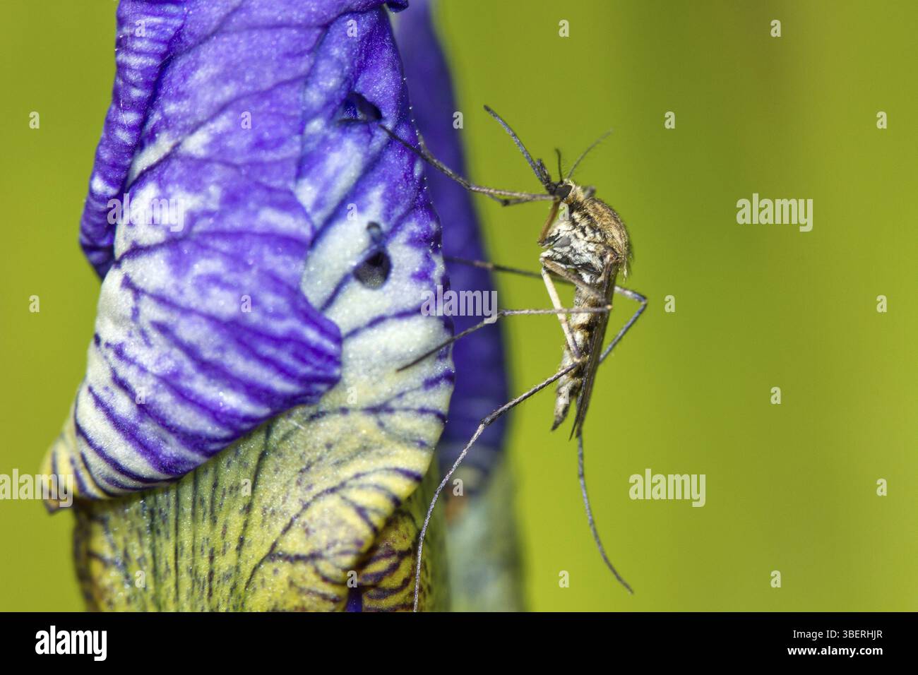 Iris parasite hi-res stock photography and images - Alamy