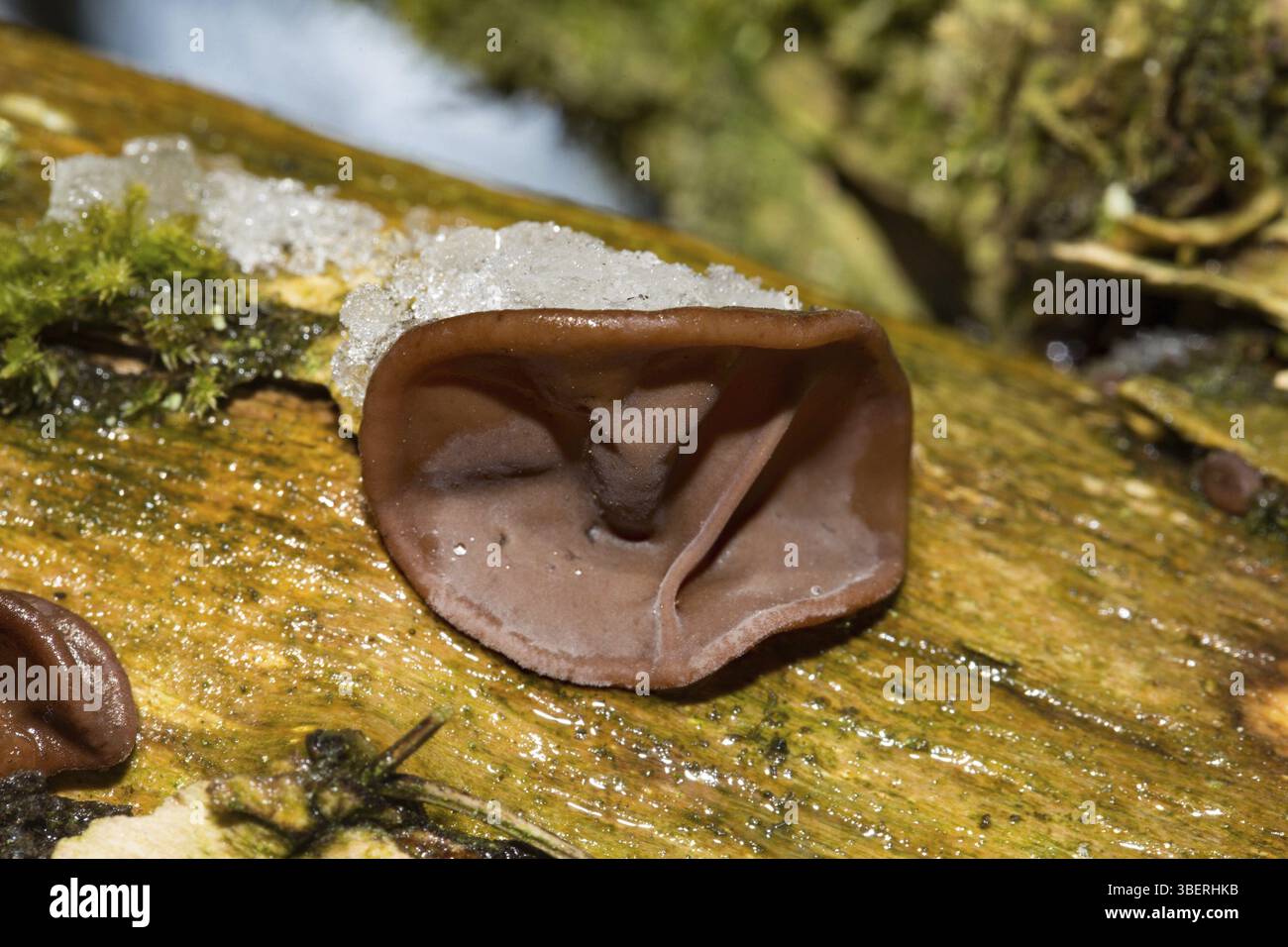 Judas ear (Auricularia auricula-judae Stock Photo - Alamy