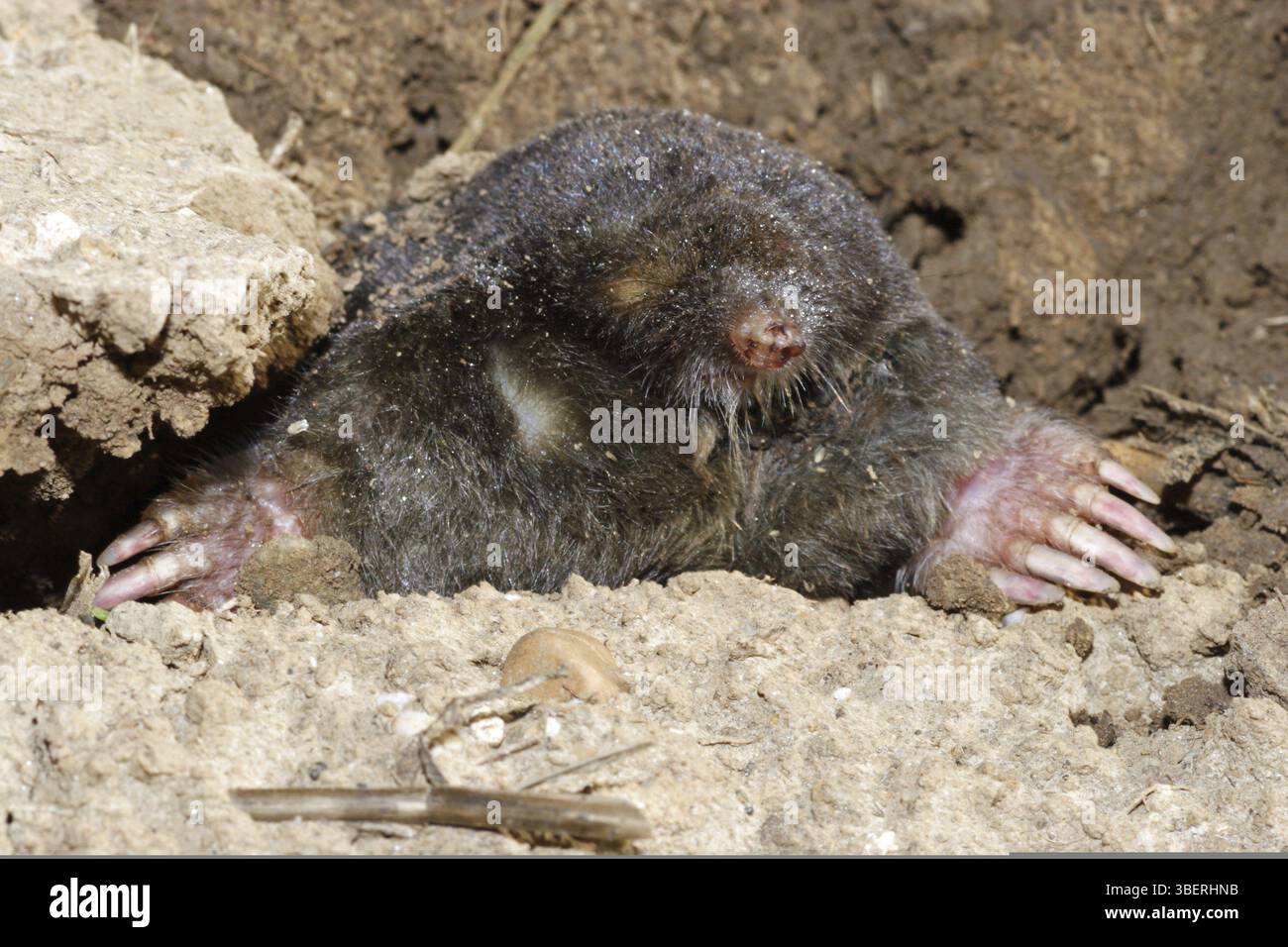 European mole (Talpa europaea Stock Photo - Alamy