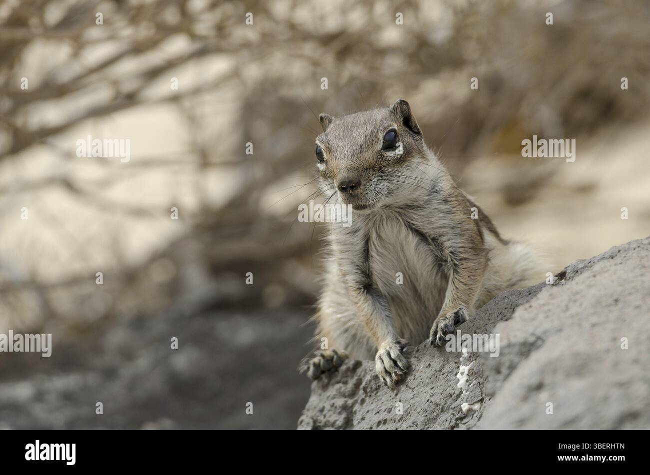 Atlas squirrel (Atlantoxerus getulus Stock Photo - Alamy