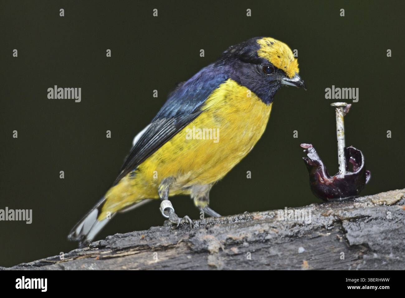 Yellow-crowned Euphonia (Euphonia luteicapilla Stock Photo - Alamy