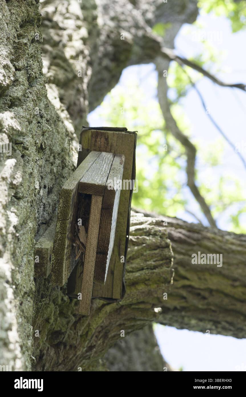 Treecreeper species hi-res stock photography and images - Alamy