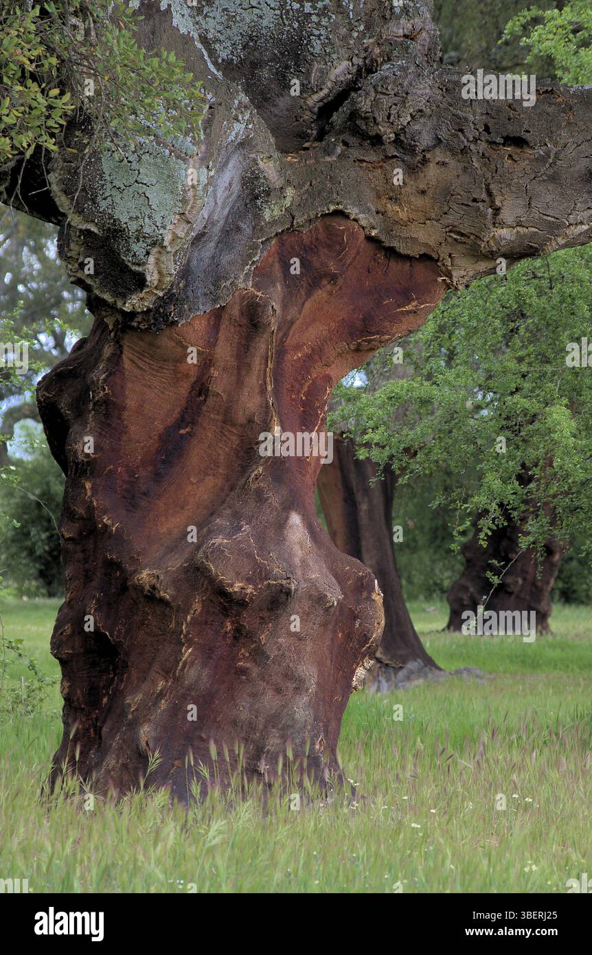 Cork oak in Extremadura (quercus suber Stock Photo - Alamy