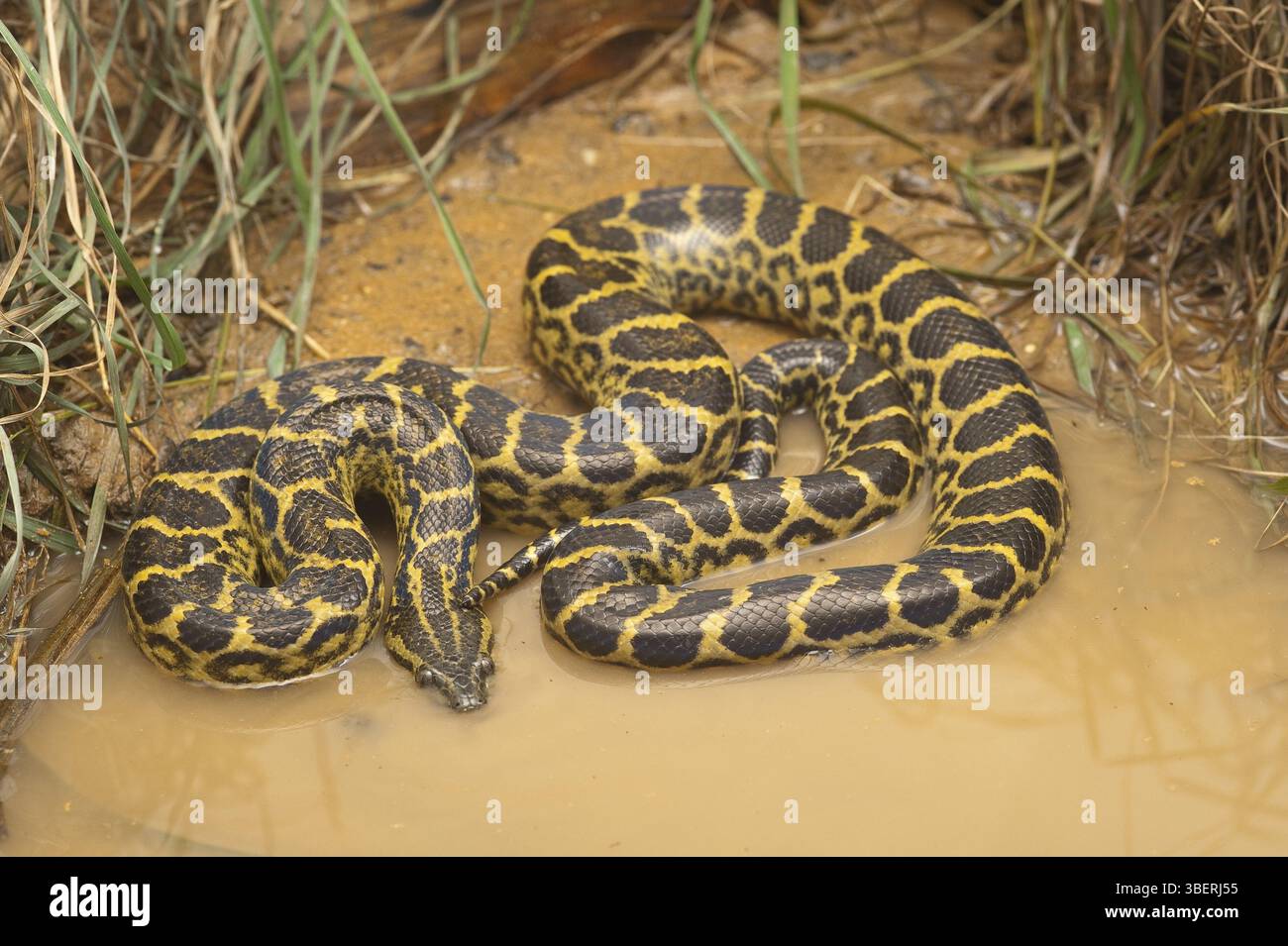Yellow anaconda (Eunectes notaeus Stock Photo - Alamy